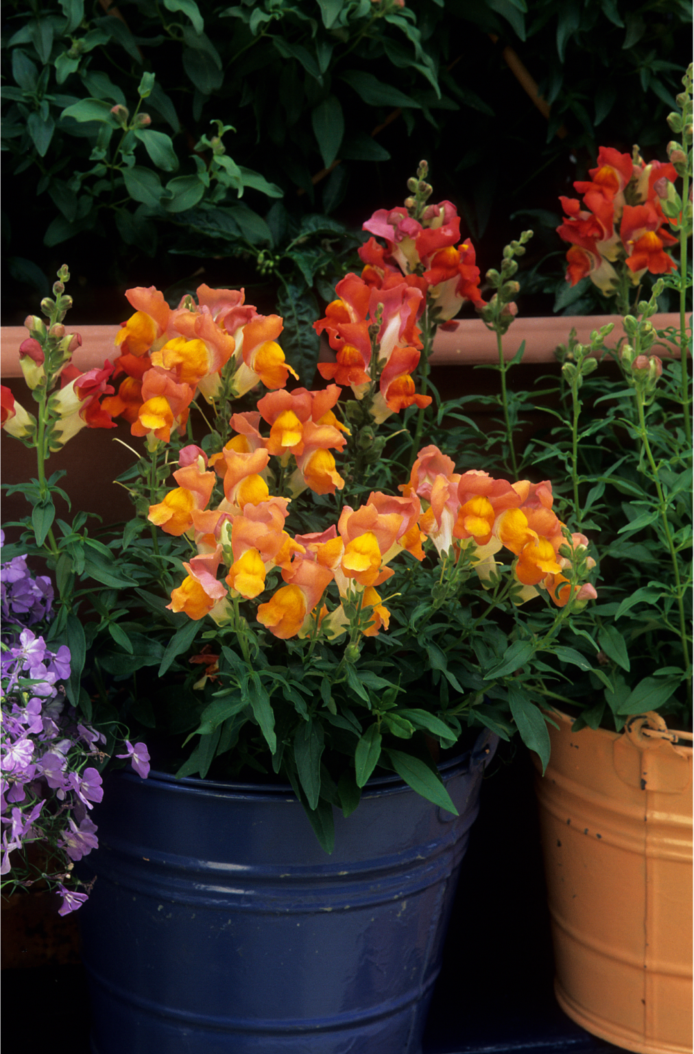 Growing Snapdragons Indoors: A Guide to Captivating Indoor Gardens ...