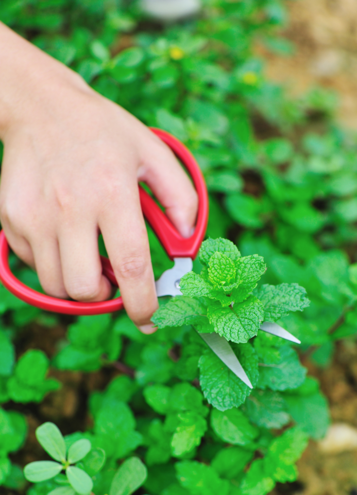 A Comprehensive Guide to Growing Mint Indoors: Freshness at Your ...