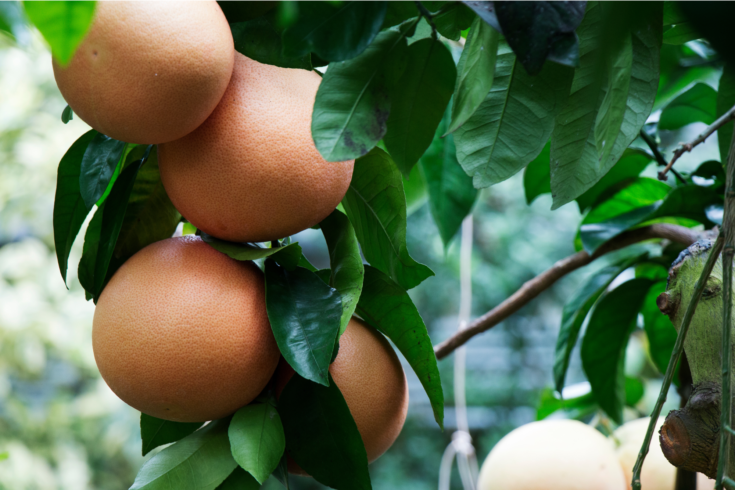 Growing Grapefruit Indoors: A Guide to Fresh Citrus at Your Fingertips ...