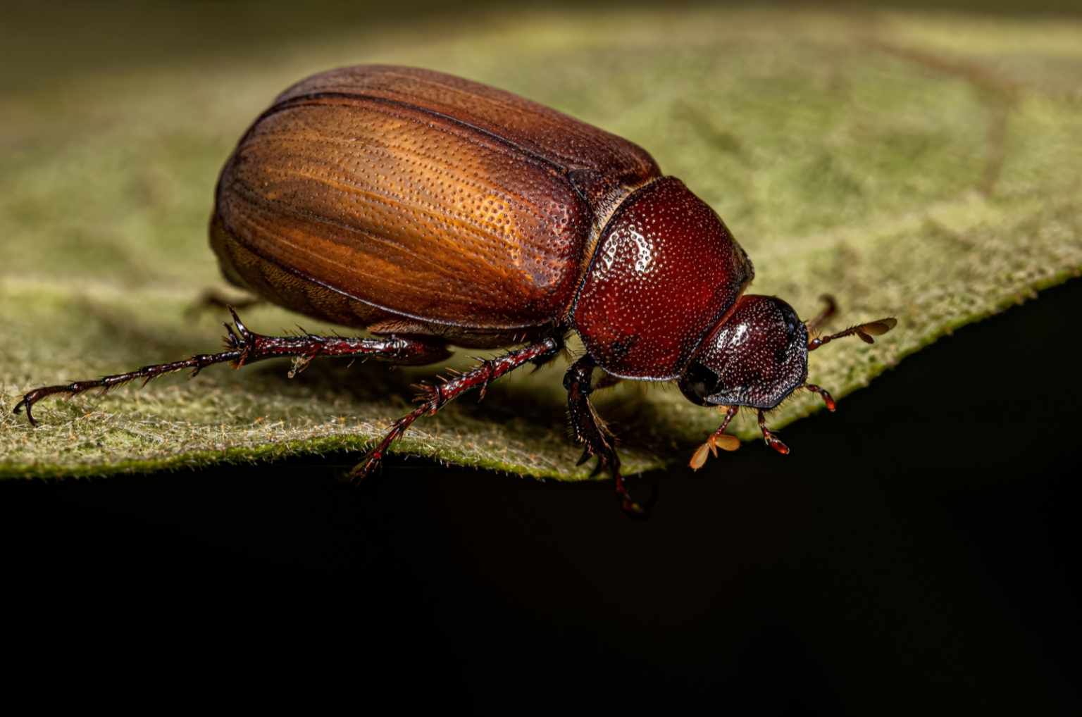 June Beetles and Their Impact on Houseplants: Understanding the Threat ...