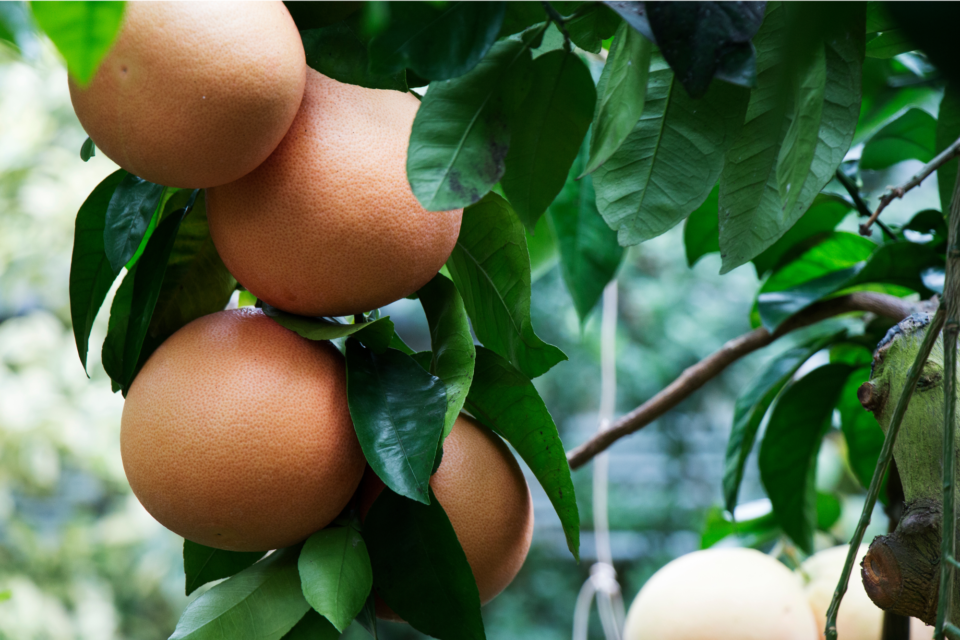 Growing Grapefruit Indoors: A Guide to Fresh Citrus at Your Fingertips ...