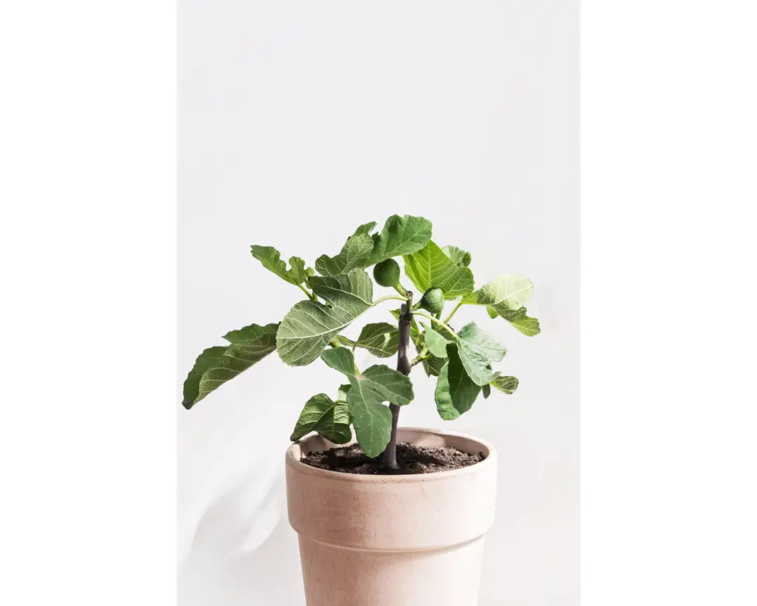 The Ultimate Guide to Growing a Fig Tree Indoors - Indoor Home Garden