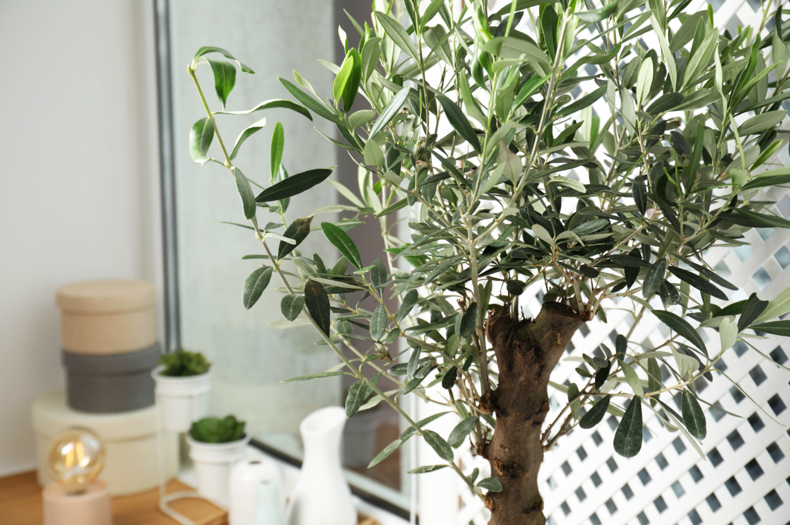 Growing Olive Trees Indoors: A Comprehensive Guide - Indoor Home Garden