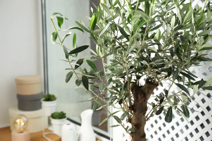 Growing Olive Trees Indoors: A Comprehensive Guide - Indoor Home Garden