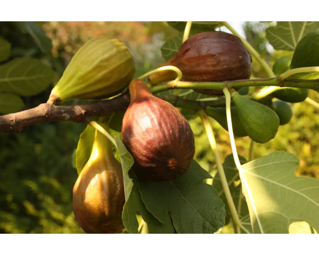 The Ultimate Guide to Growing a Fig Tree Indoors - Indoor Home Garden