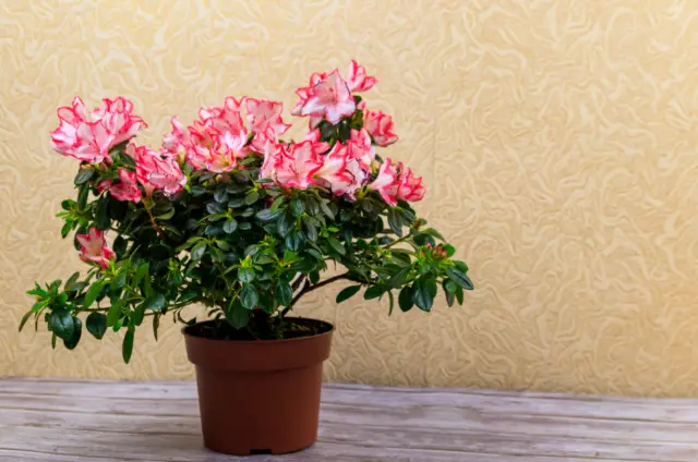 The Art of Growing Azaleas Indoors: A Comprehensive Guide - Indoor Home ...