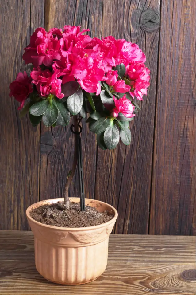 The Art of Growing Azaleas Indoors: A Comprehensive Guide - Indoor Home ...