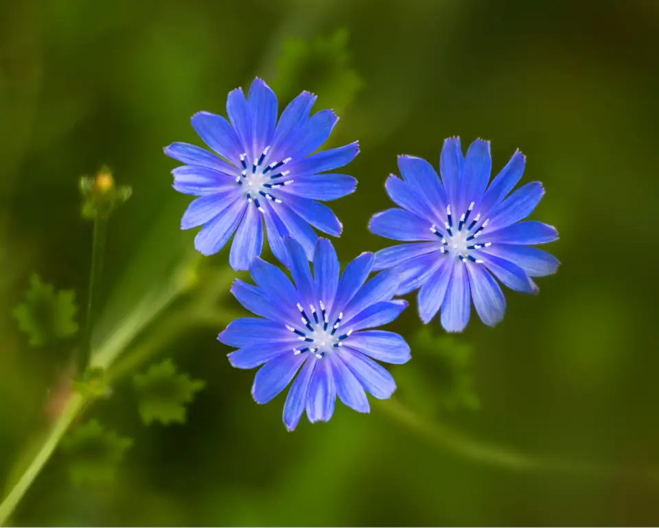 A Comprehensive Guide to Growing Chicory Indoors: An Enriching ...