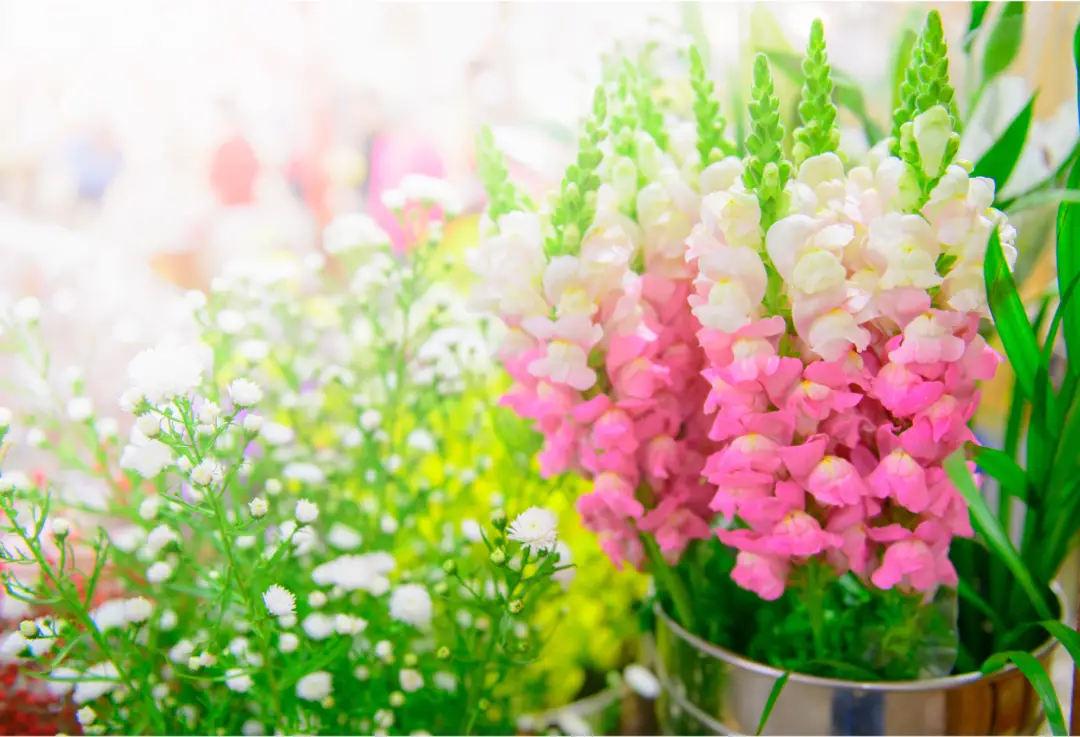 Growing Snapdragons Indoors: A Guide to Captivating Indoor Gardens ...