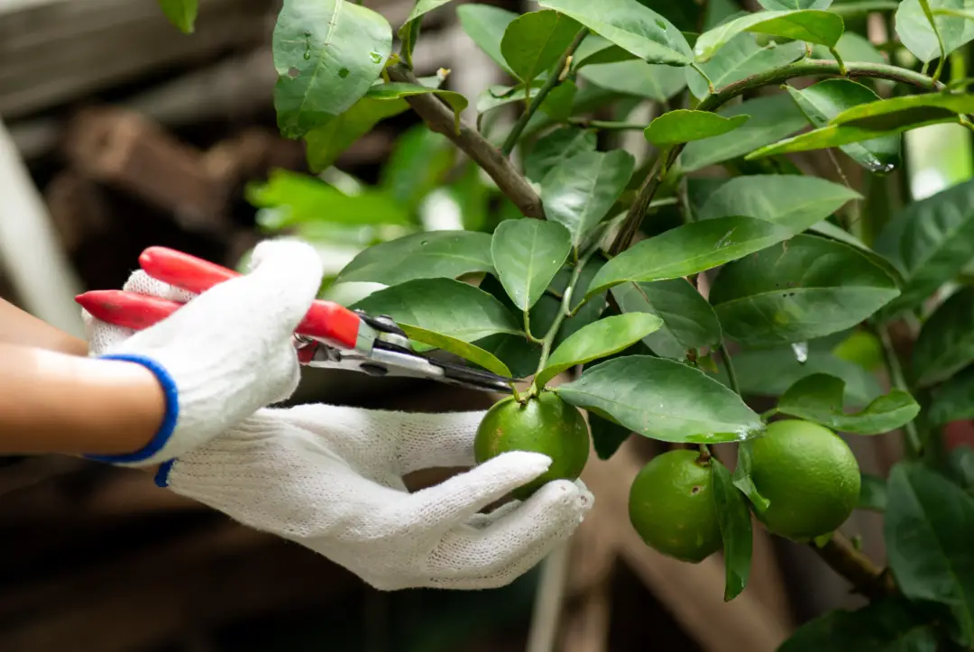 The Ultimate Guide to Growing Key Lime Trees Indoors - Indoor Home Garden