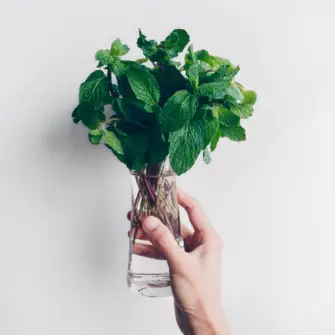 A Comprehensive Guide to Growing Peppermint Plants Indoors - Indoor ...