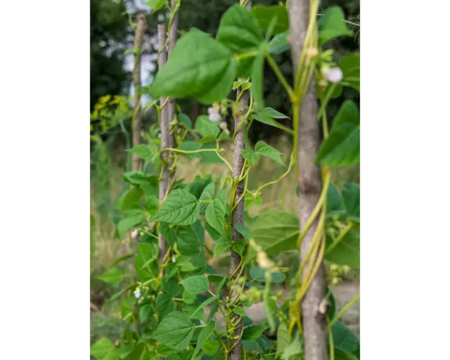 A Comprehensive Guide to Growing an Indoor Bean Garden - Indoor Home Garden