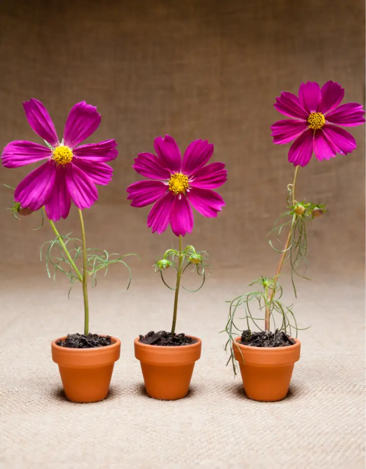 A Blooming Marvel: Growing Cosmos Flowers Indoors - Indoor Home Garden