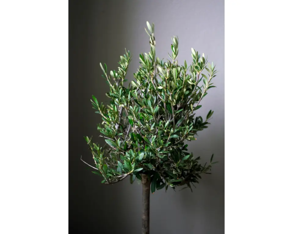 Growing Olive Trees Indoors: A Comprehensive Guide - Indoor Home Garden