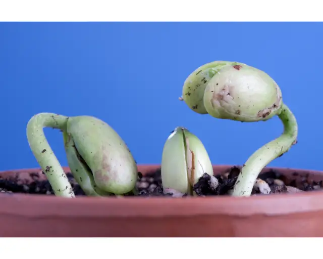 A Comprehensive Guide to Growing an Indoor Bean Garden - Indoor Home Garden