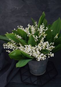 Growing Lily of the Valley Indoors: A Fragrant and Delicate Addition to ...