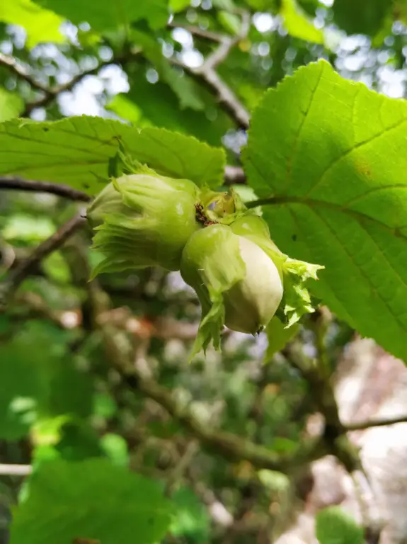 Growing Hazelnut Trees Indoors: A Guide to Nutty Delights in Your Home ...