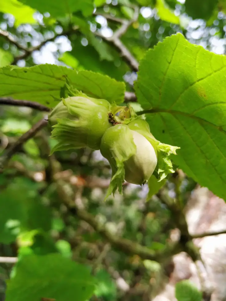 Growing Hazelnut Trees Indoors: A Guide to Nutty Delights in Your Home ...