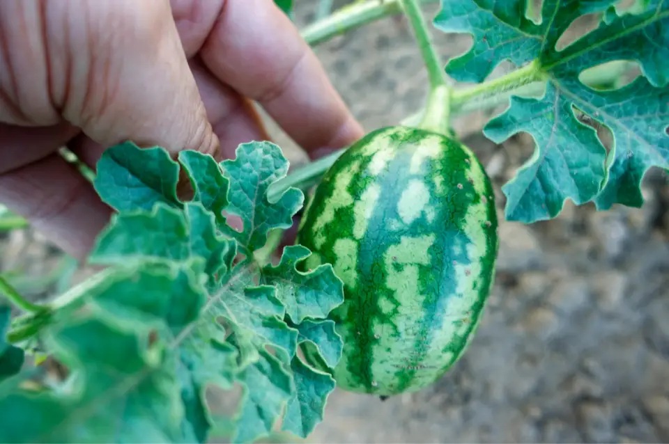 Growing Watermelon Indoors: A Sweet Journey from Seed to Fruit - Indoor ...