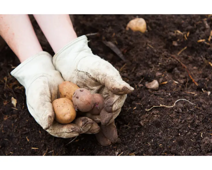 Growing Potatoes Indoors: A Guide to Cultivating Delicious Spuds Year ...