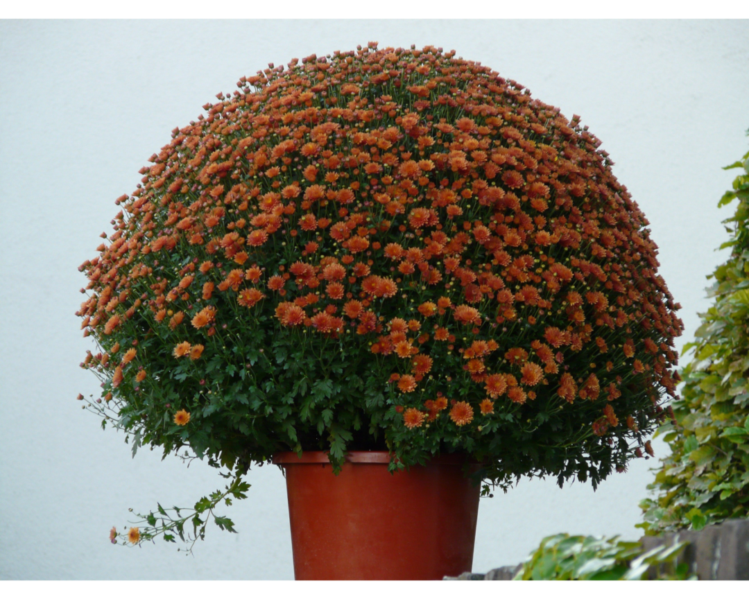 Growing Aster Flowers Indoors: A Guide to Beautiful Blooms All Year ...