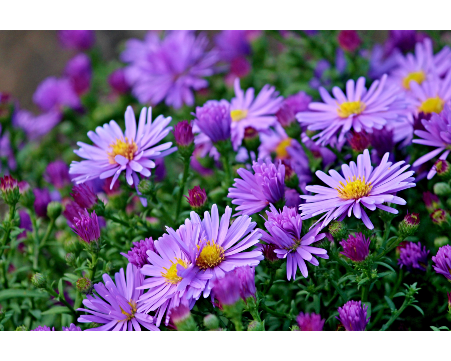 Growing Aster Flowers Indoors: A Guide to Beautiful Blooms All Year ...