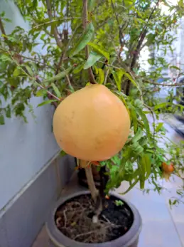 Growing Pomegranates Indoors: A Guide to Cultivating Nature's Ruby ...