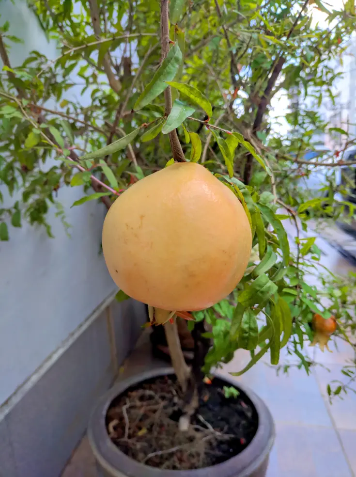 Growing Pomegranates Indoors: A Guide to Cultivating Nature's Ruby ...