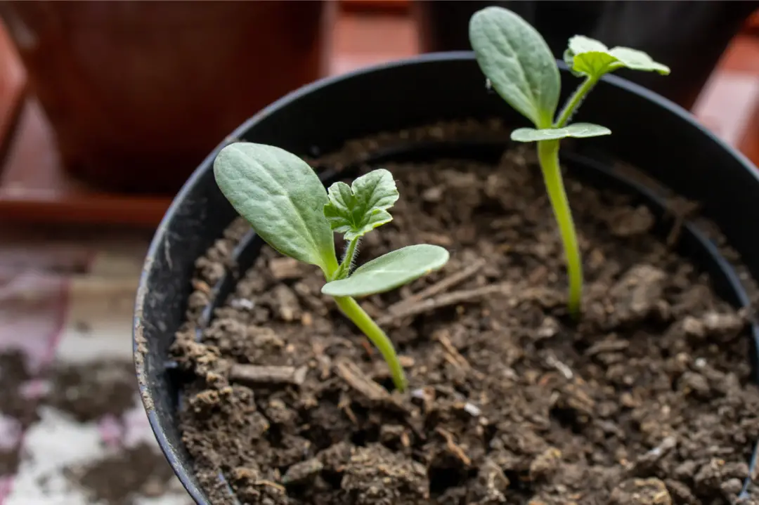 Growing Watermelon Indoors: A Sweet Journey from Seed to Fruit - Indoor ...